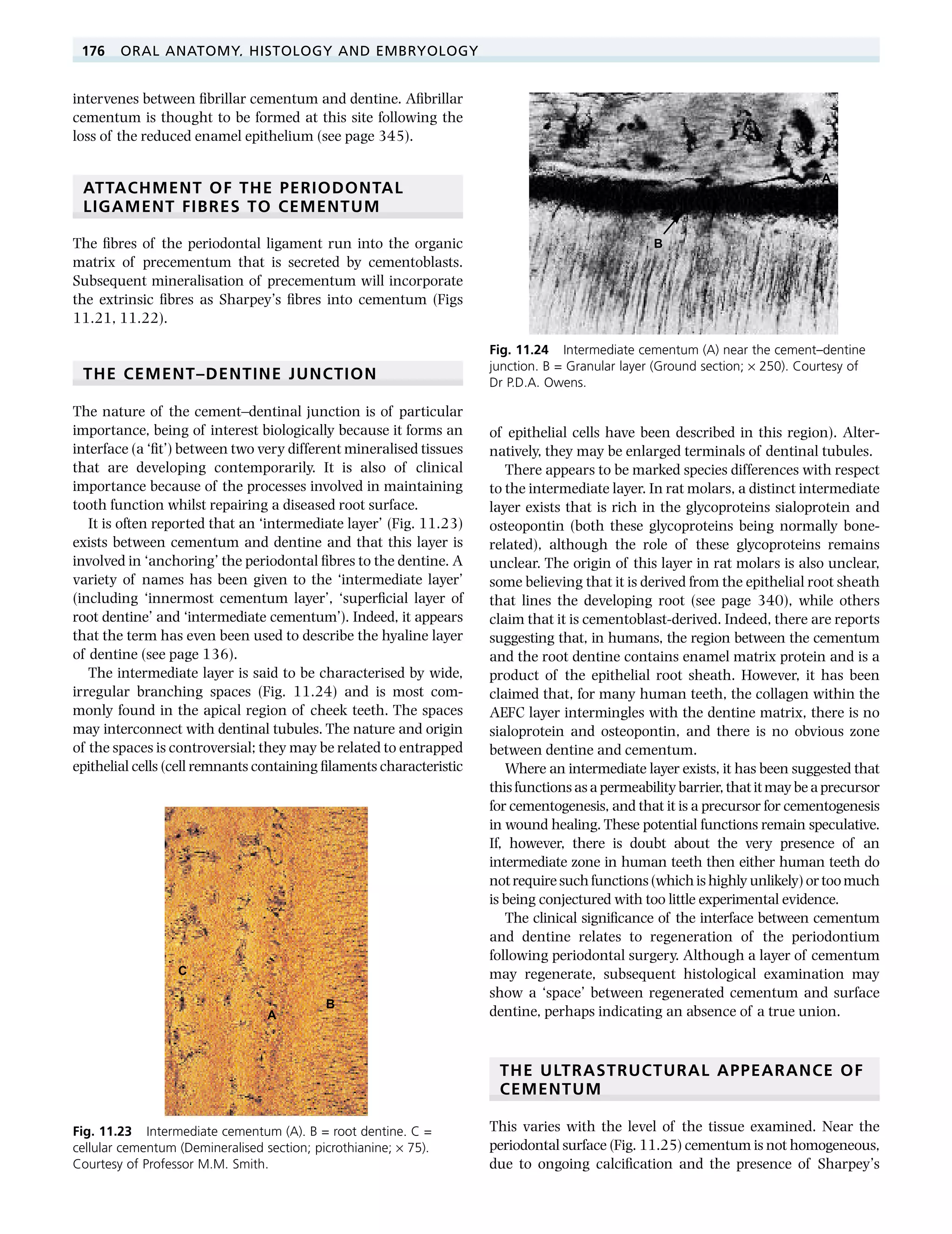 Cementum elsevier | PDF