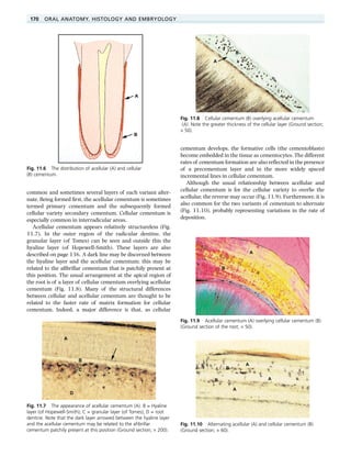 Cementum elsevier | PDF