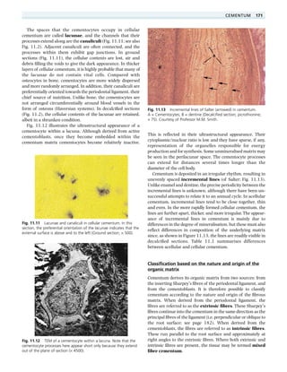Cementum elsevier | PDF