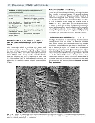 Cementum elsevier | PDF