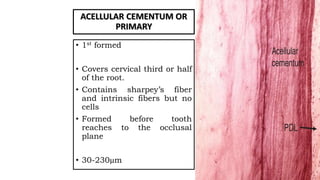 CEMENTUM .pptx