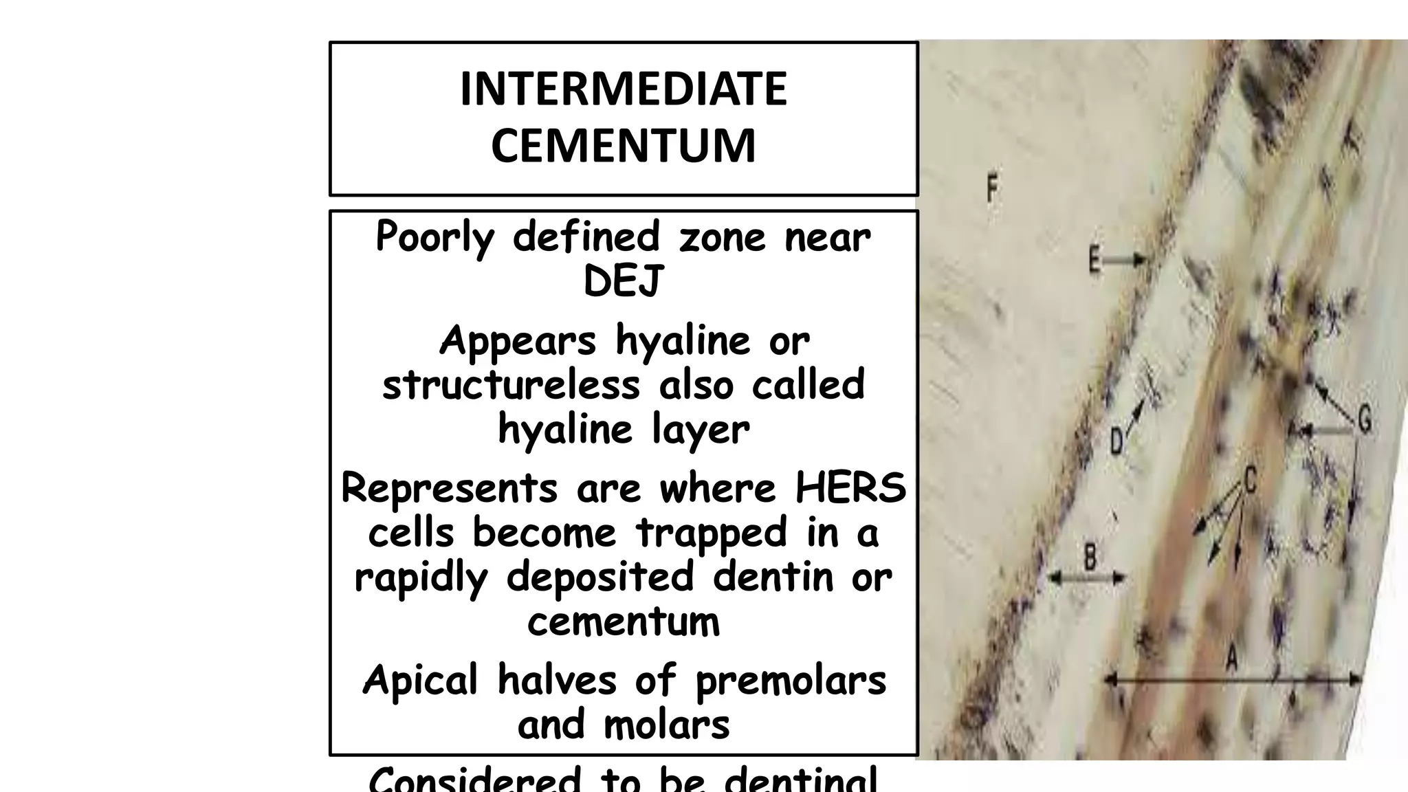 CEMENTUM final.pptx