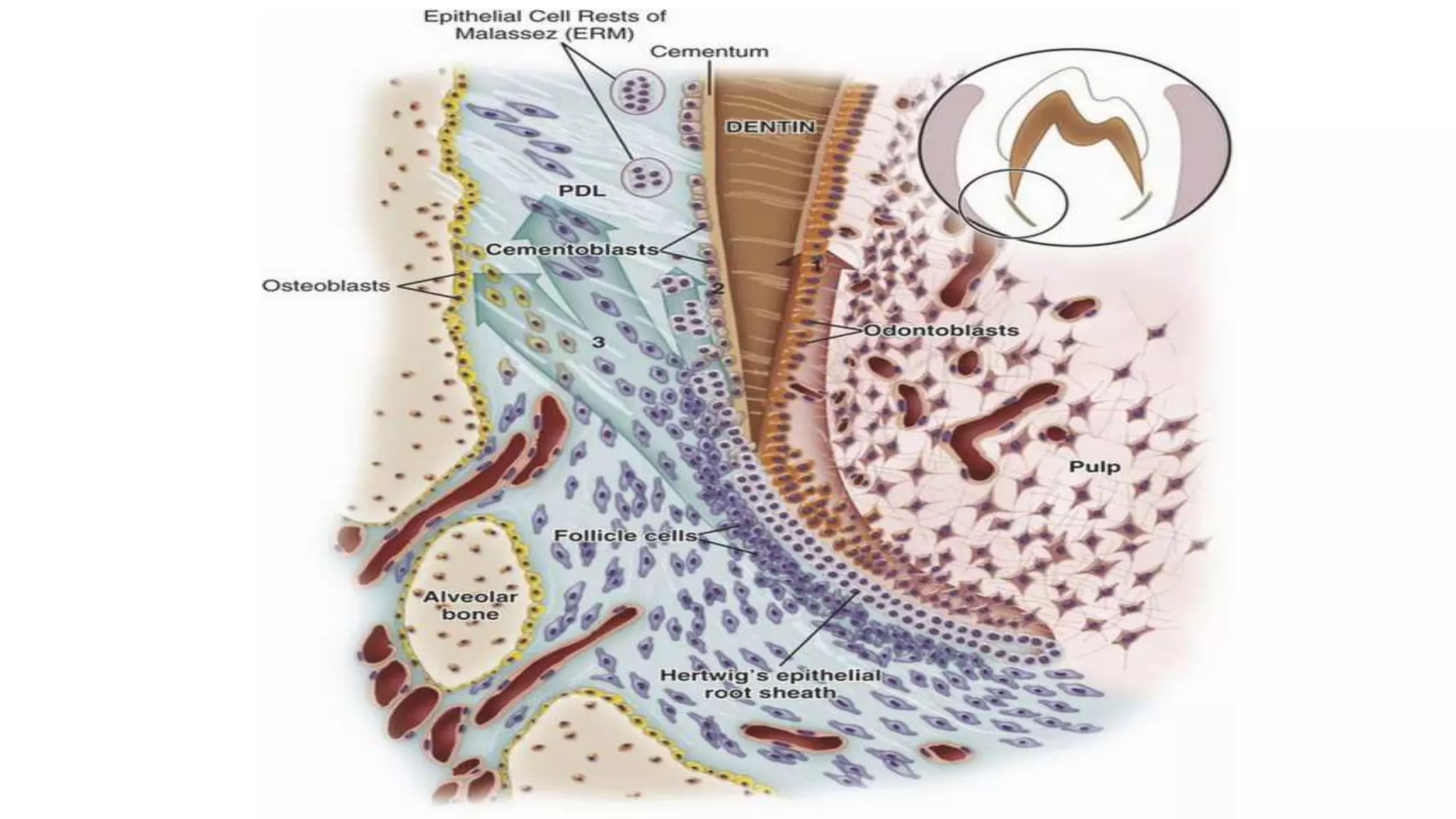 CEMENTUM final.pptx