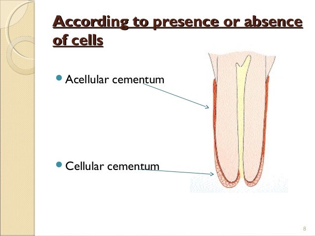 Cementum