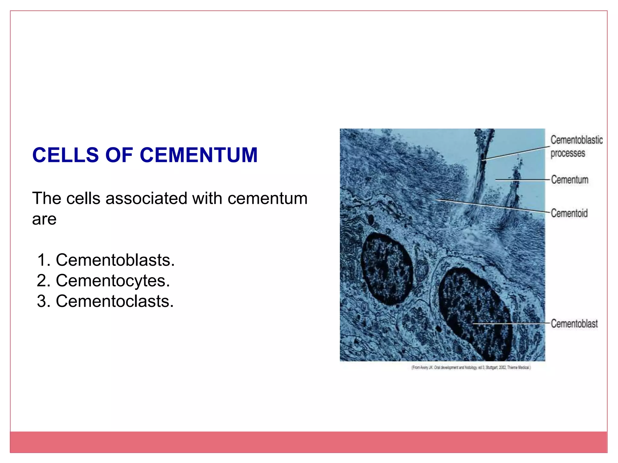 Cementum | PPTX