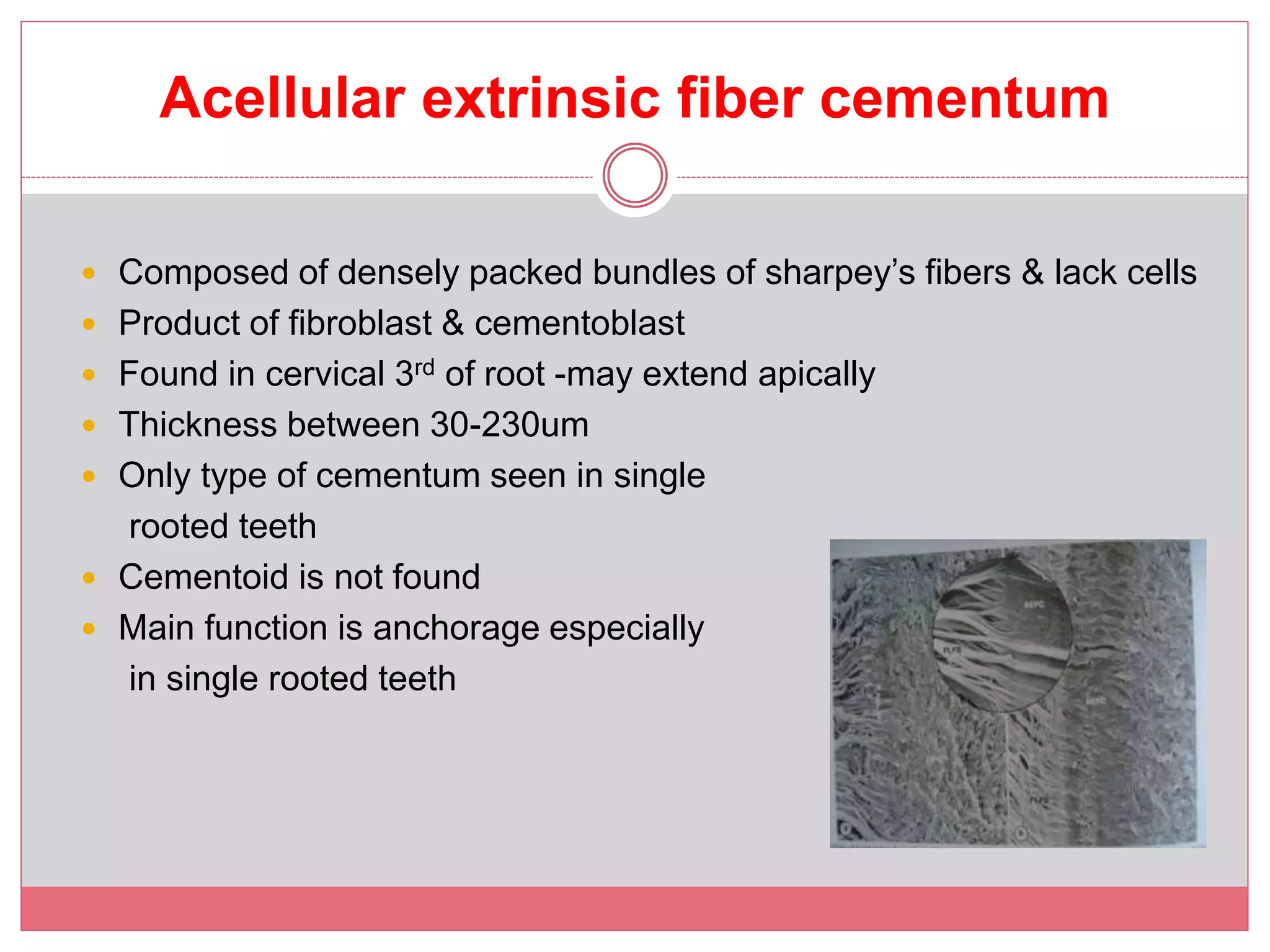 Cementum | PPTX
