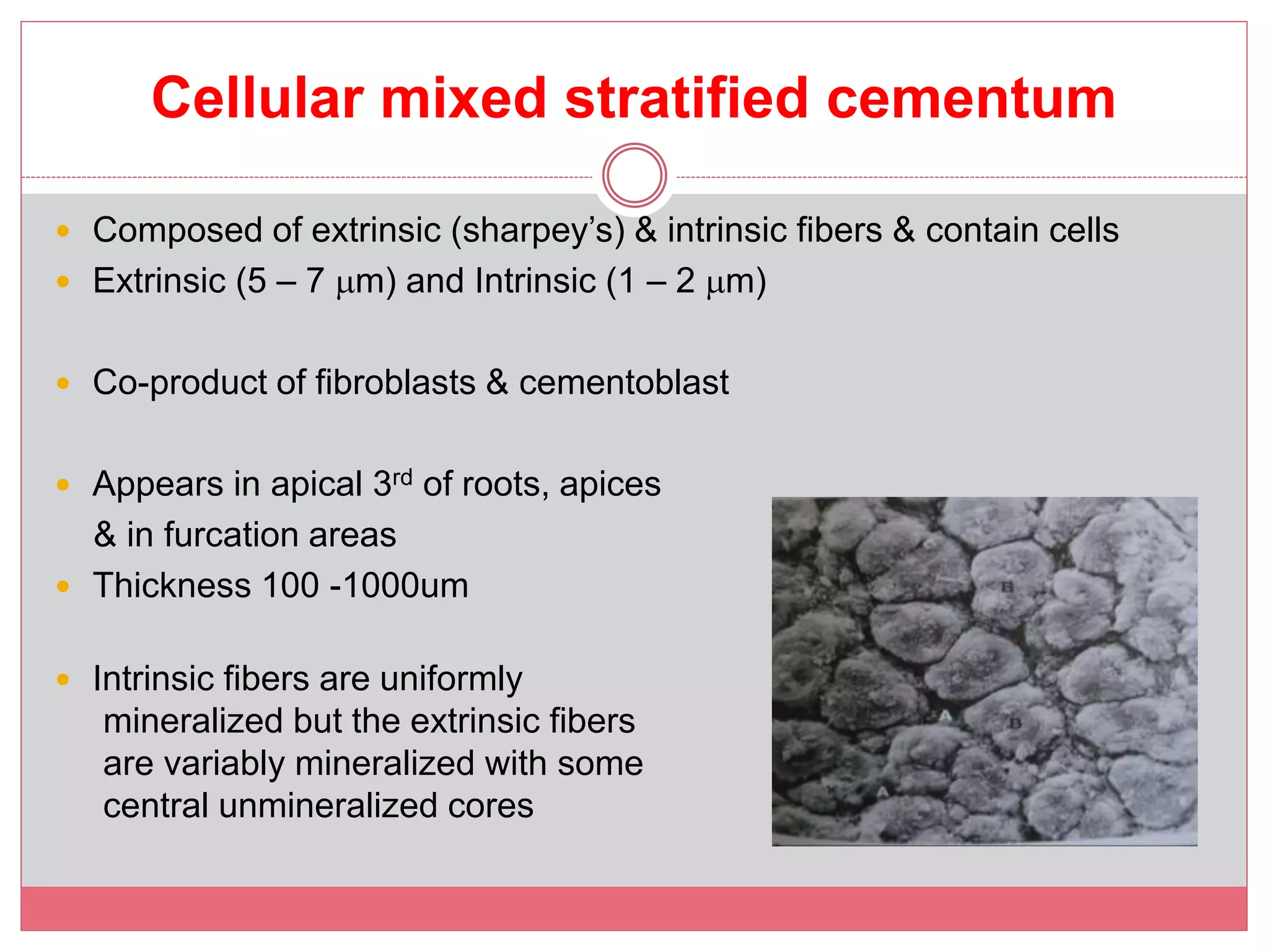 Cementum | PPTX