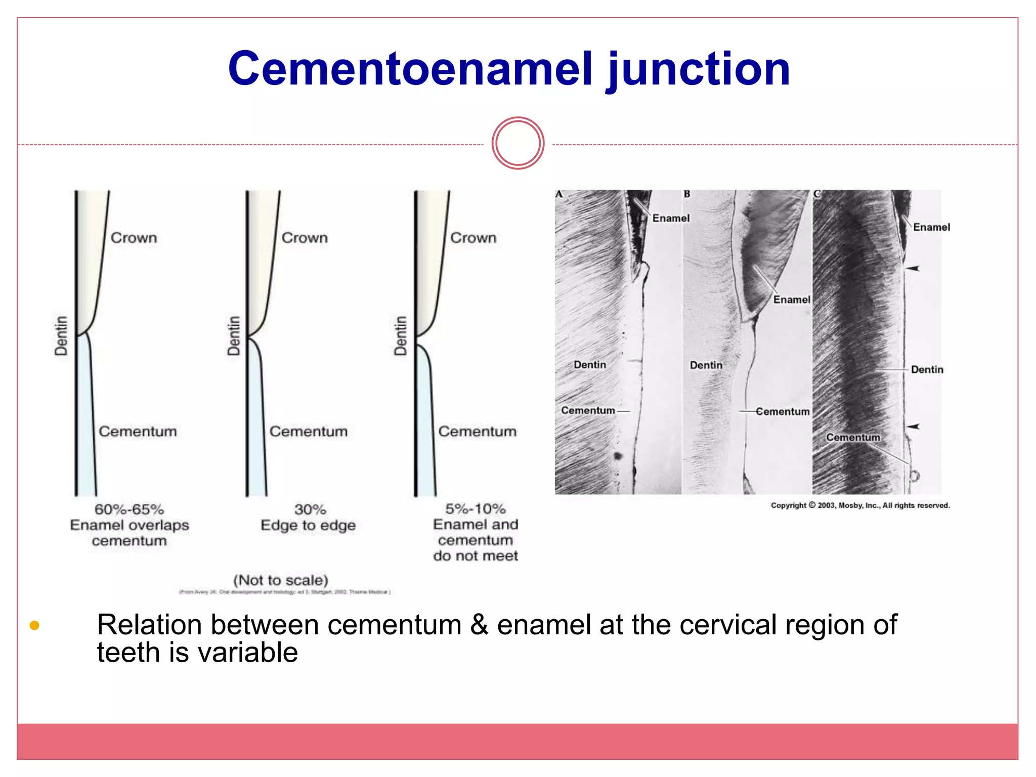 Cementum | PPTX