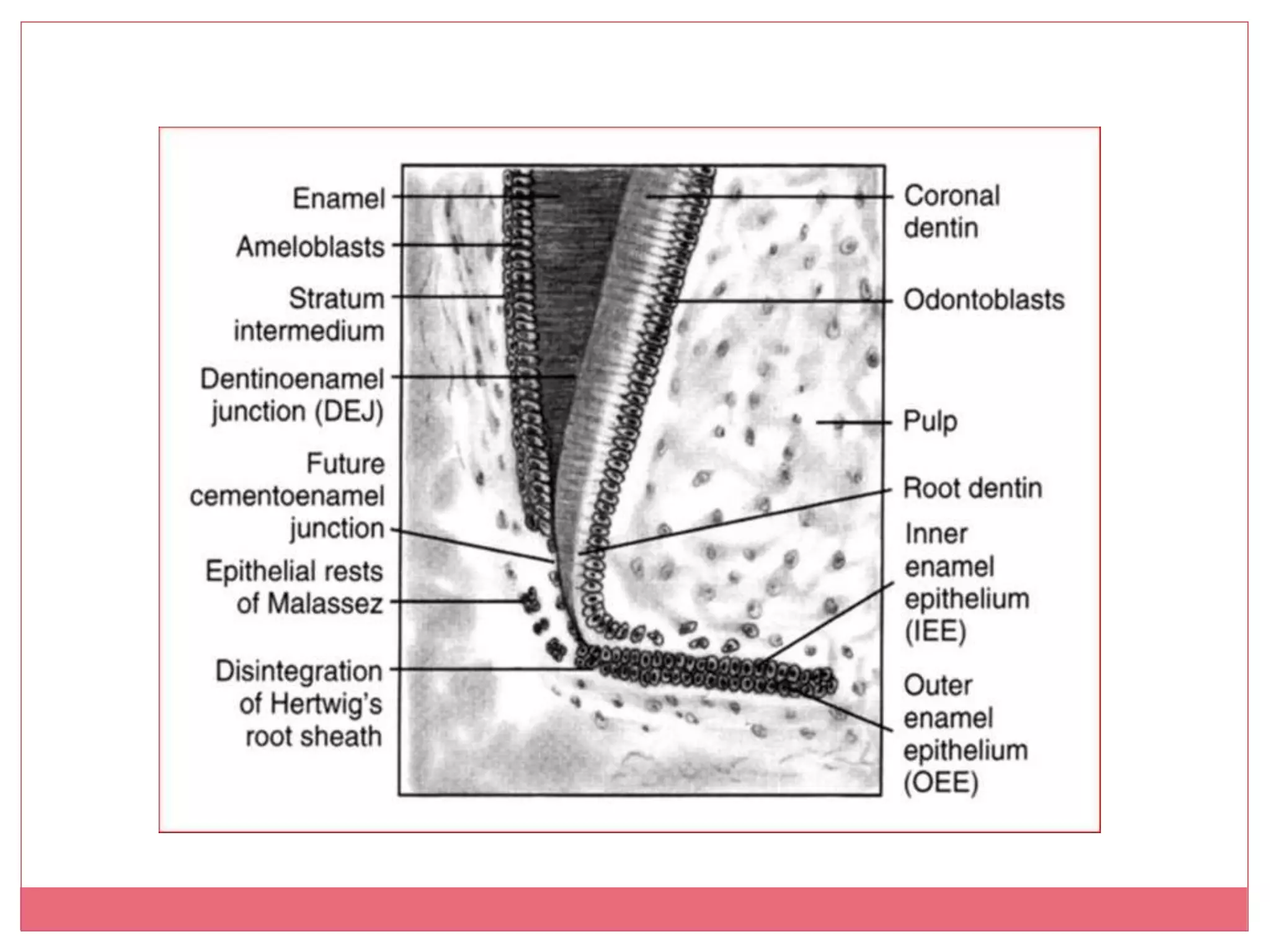 Cementum | PPTX