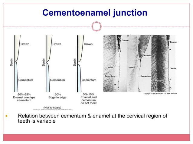 Cementum | PPTX