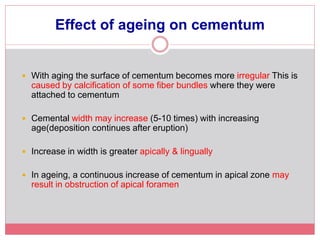Cementum | PPTX