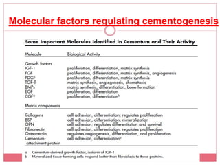 Cementum | PPTX