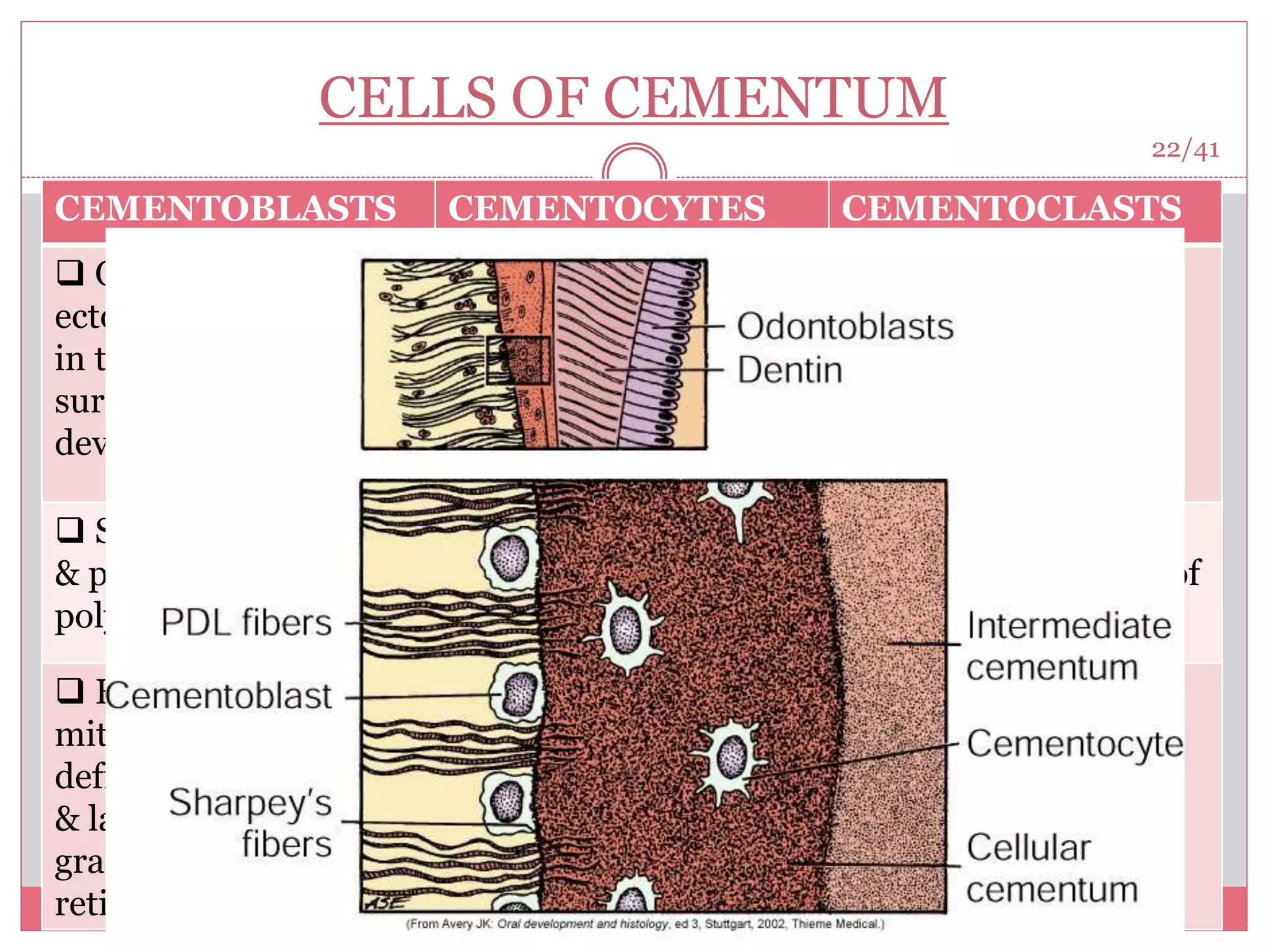 Cementum in health and disease | PPTX