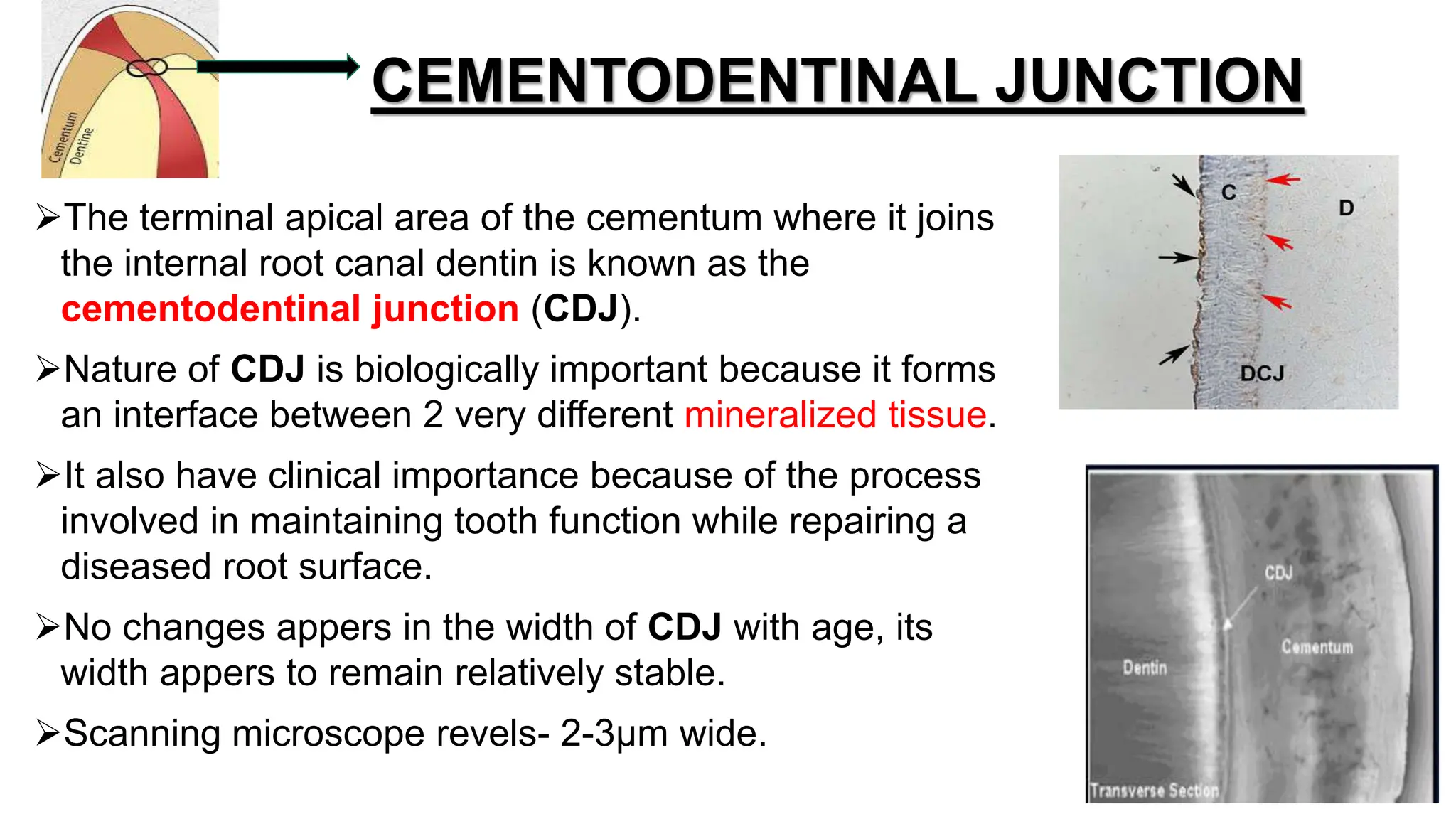 CEMENTUM IN HEALTH AND DISEASE.pptx