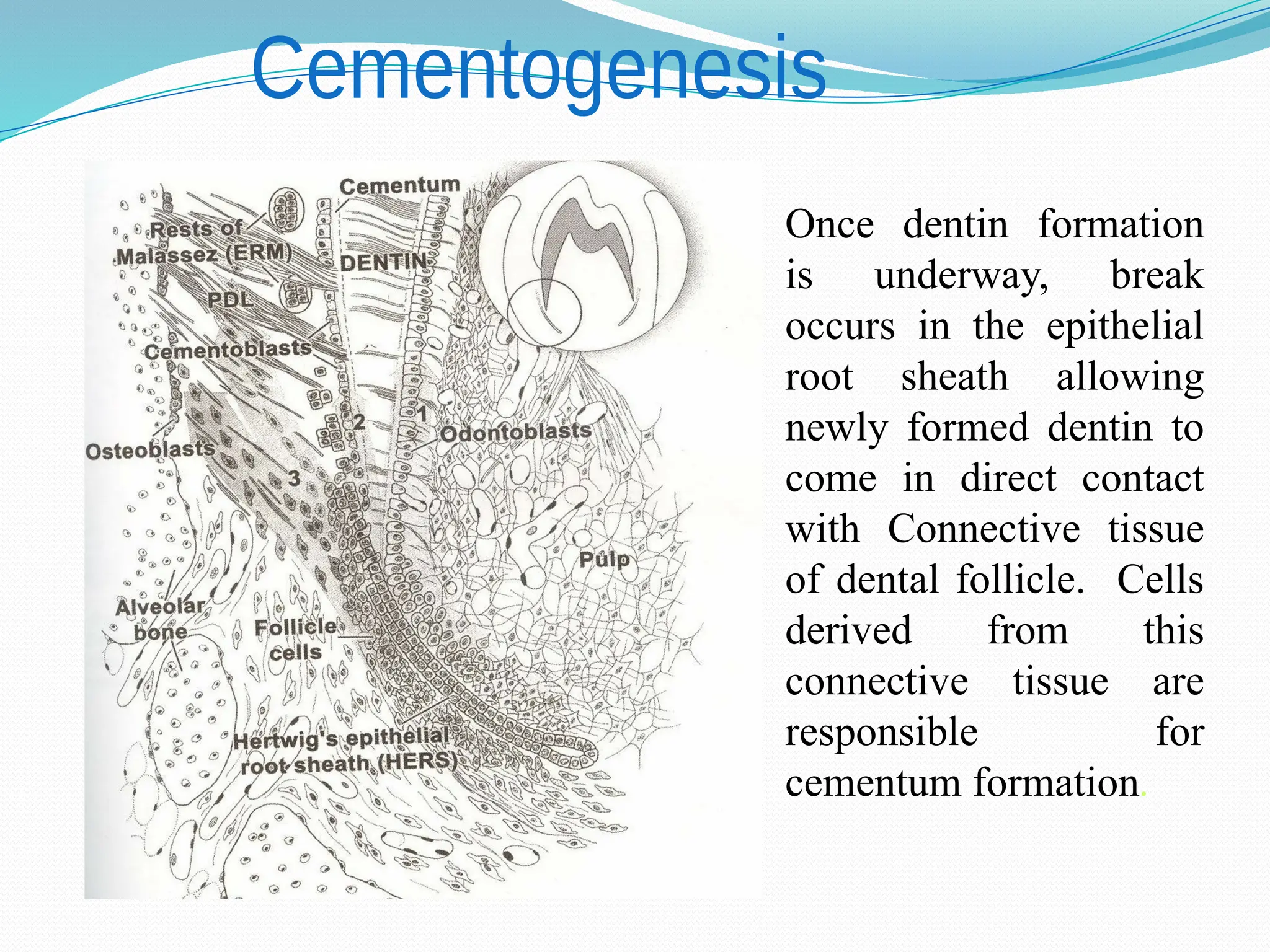 cementum in health and disease.pptx periodontology | PPTX