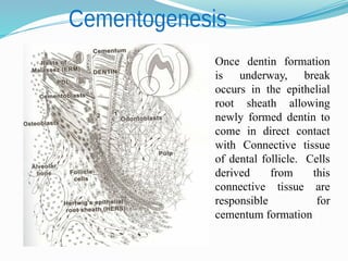 cementum in health and disease.pptx periodontology | PPTX