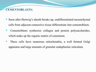 cementum in health and disease.pptx periodontology | PPTX