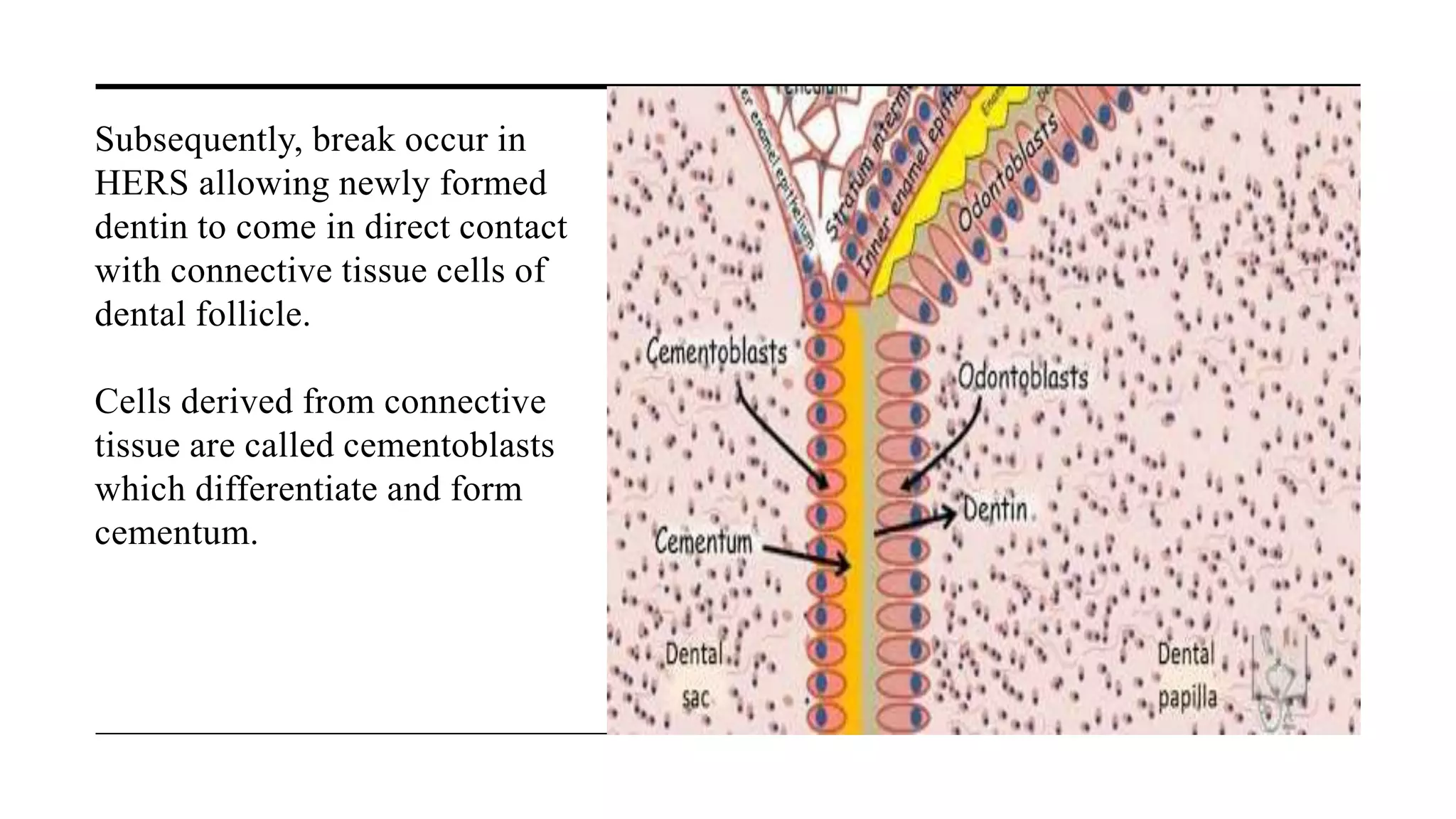 cementum in health and disease final ppt.pptx