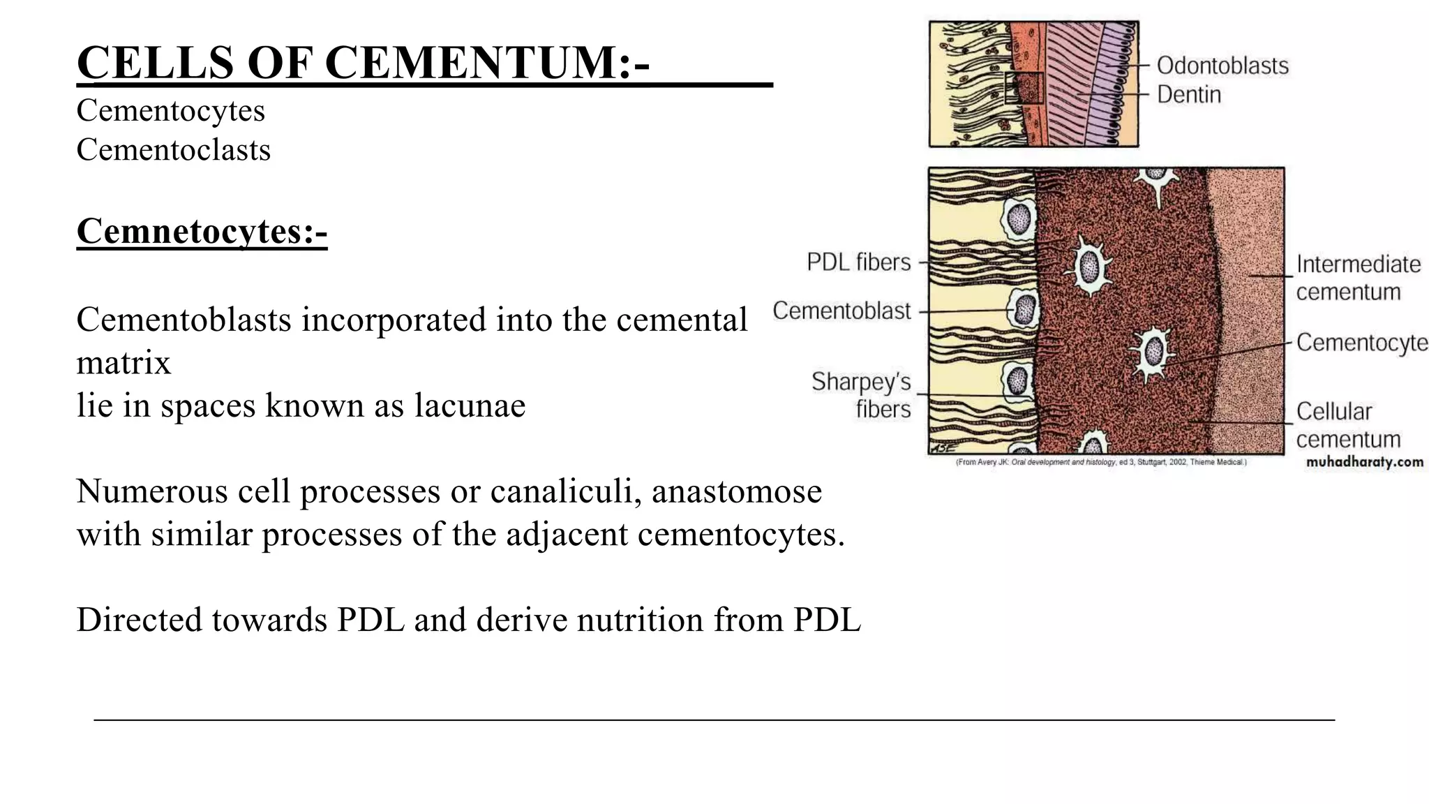 cementum in health and disease final ppt.pptx
