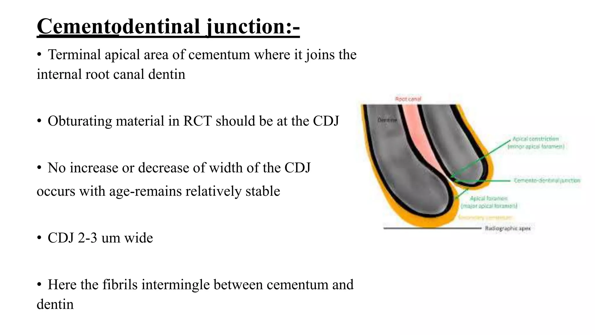 cementum in health and disease final ppt.pptx