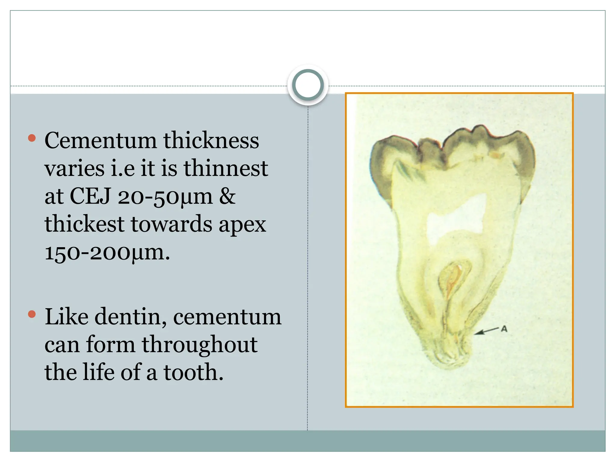 Cementum and Cementogenesis lecture.pptx