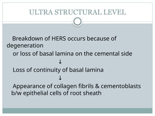Cementum and Cementogenesis Lecture.pptx