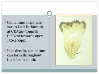 Cementum and Cementogenesis Lecture.pptx
