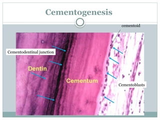 CEMENTUM AND CEMENTOGENESIS LECTURE.pptx