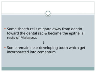 CEMENTUM AND CEMENTOGENESIS LECTURE.pptx