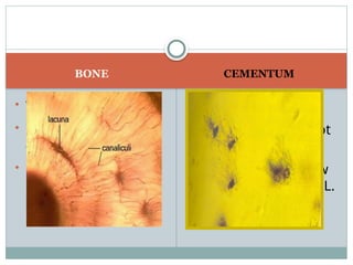 CEMENTUM AND CEMENTOGENESIS LECTURE.pptx