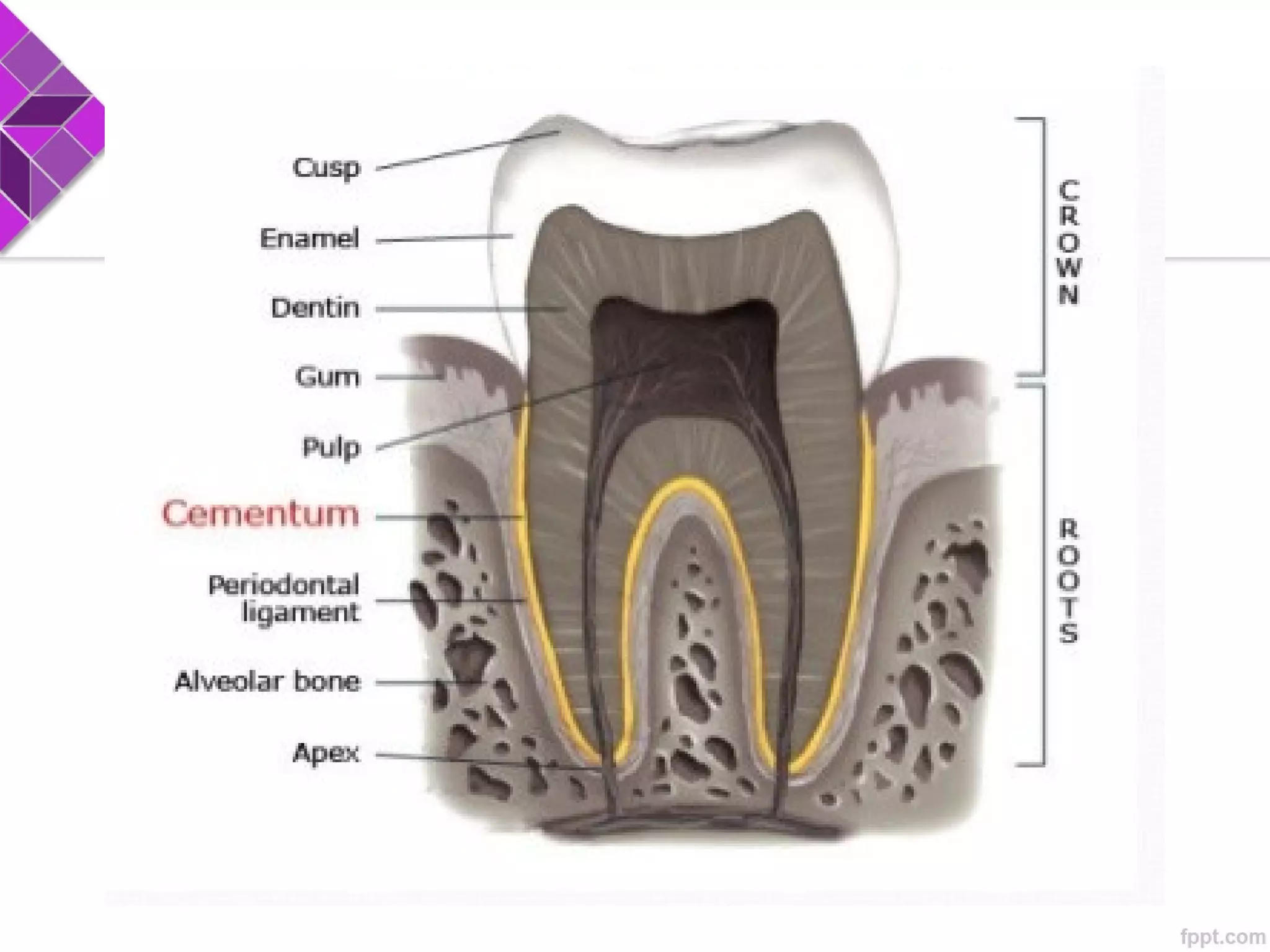 Cementum | PPT