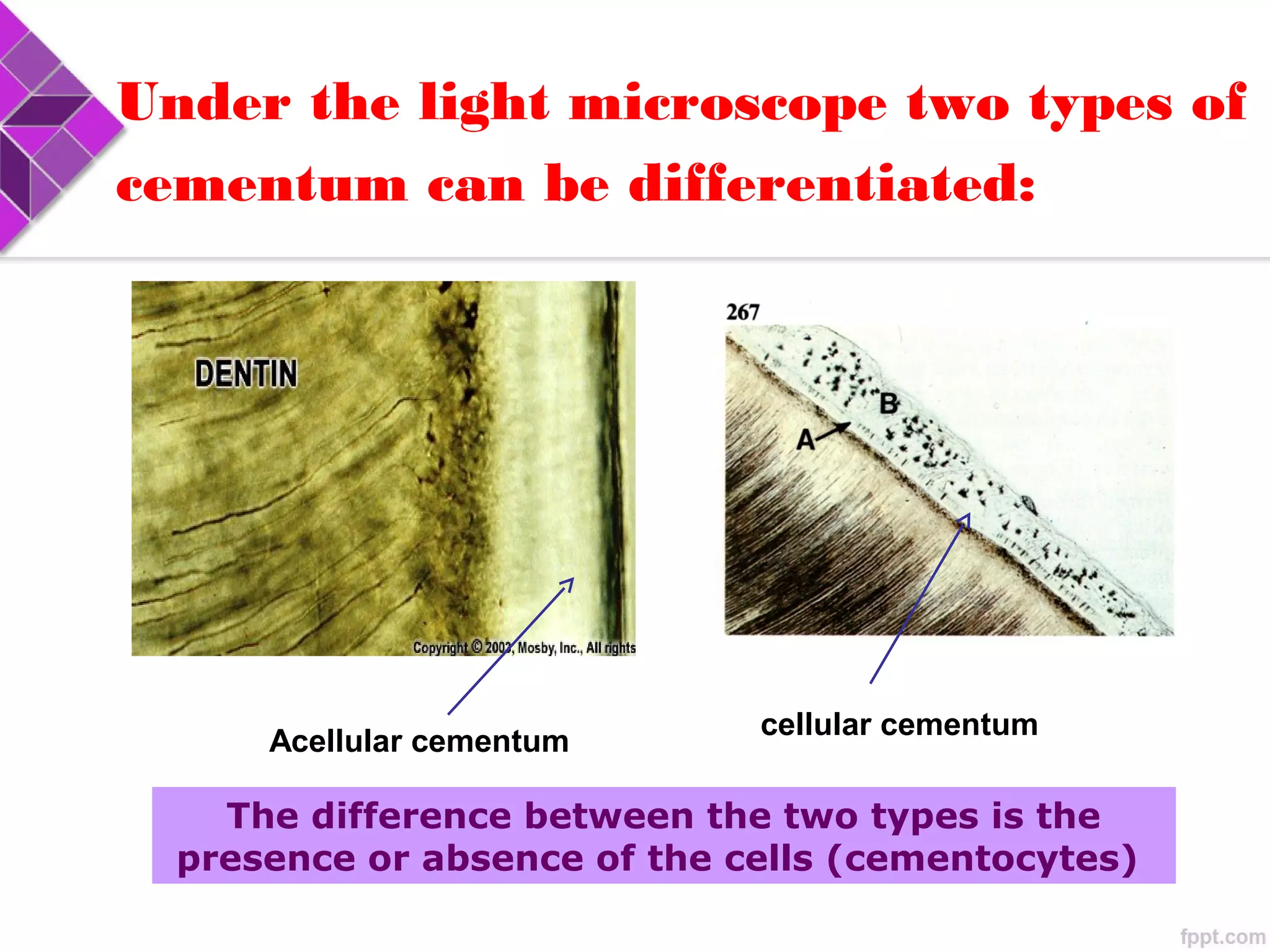 Cementum | PPT