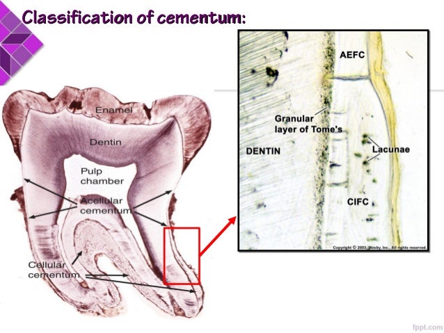 Cementum