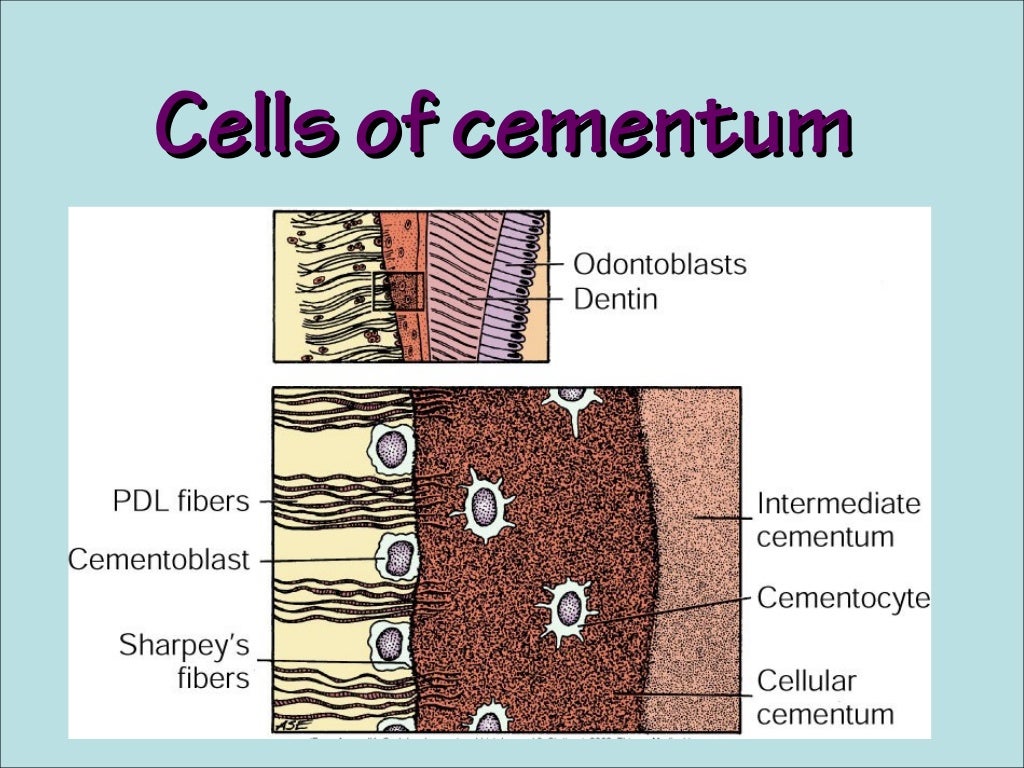 Cementum