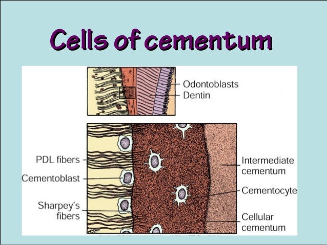 Cementum