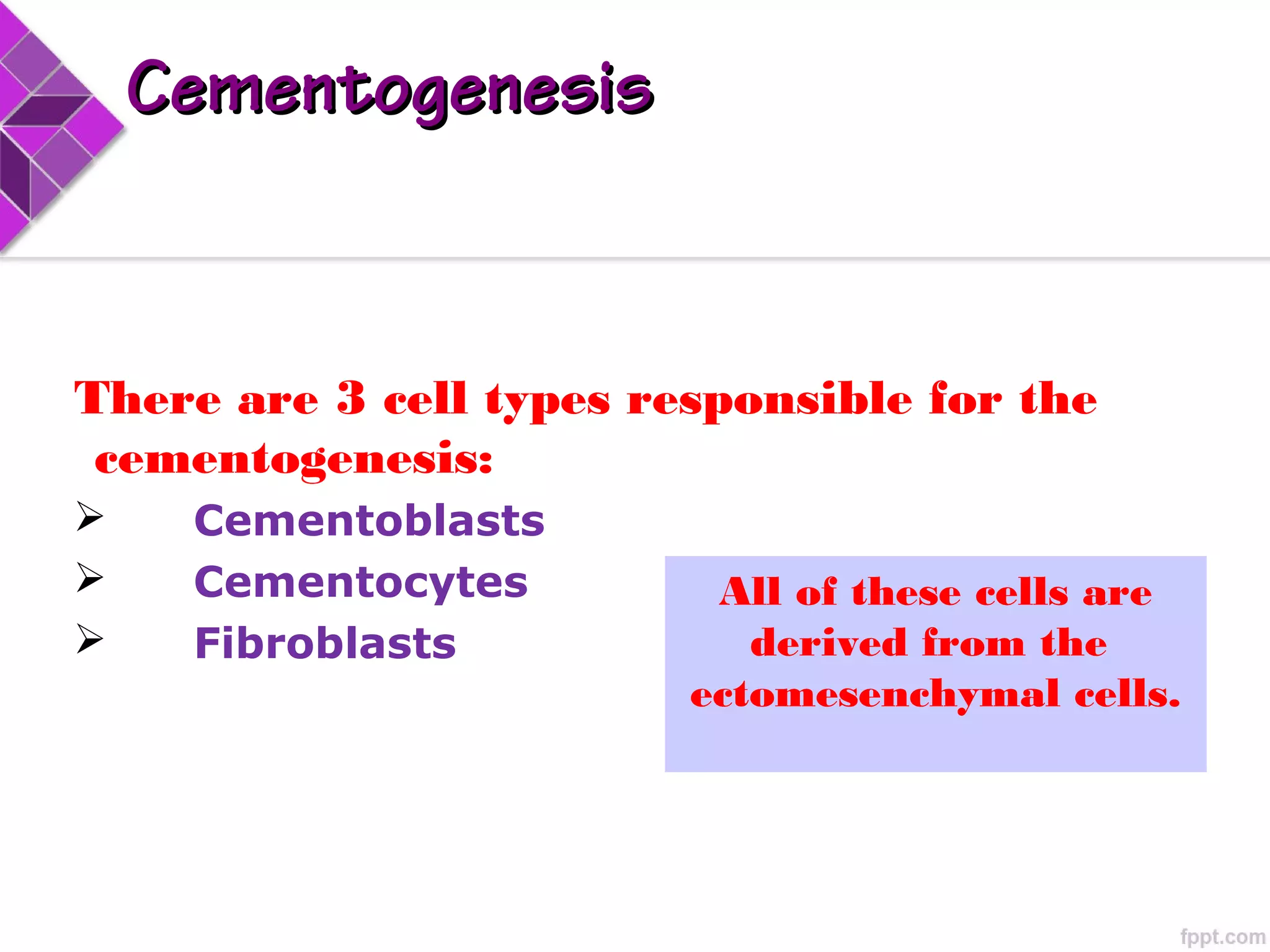 Cementum | PPT