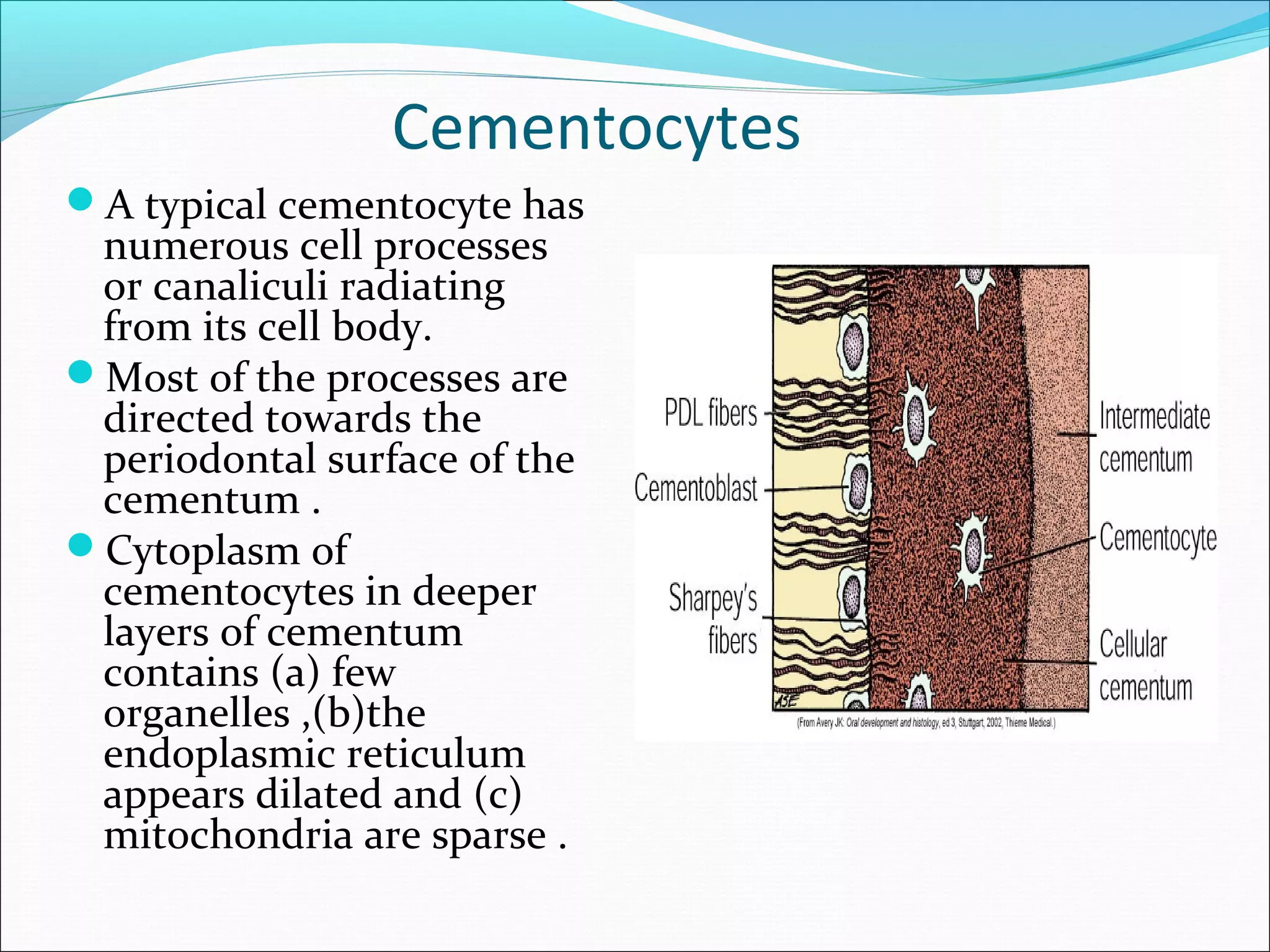 Cementum | PPT
