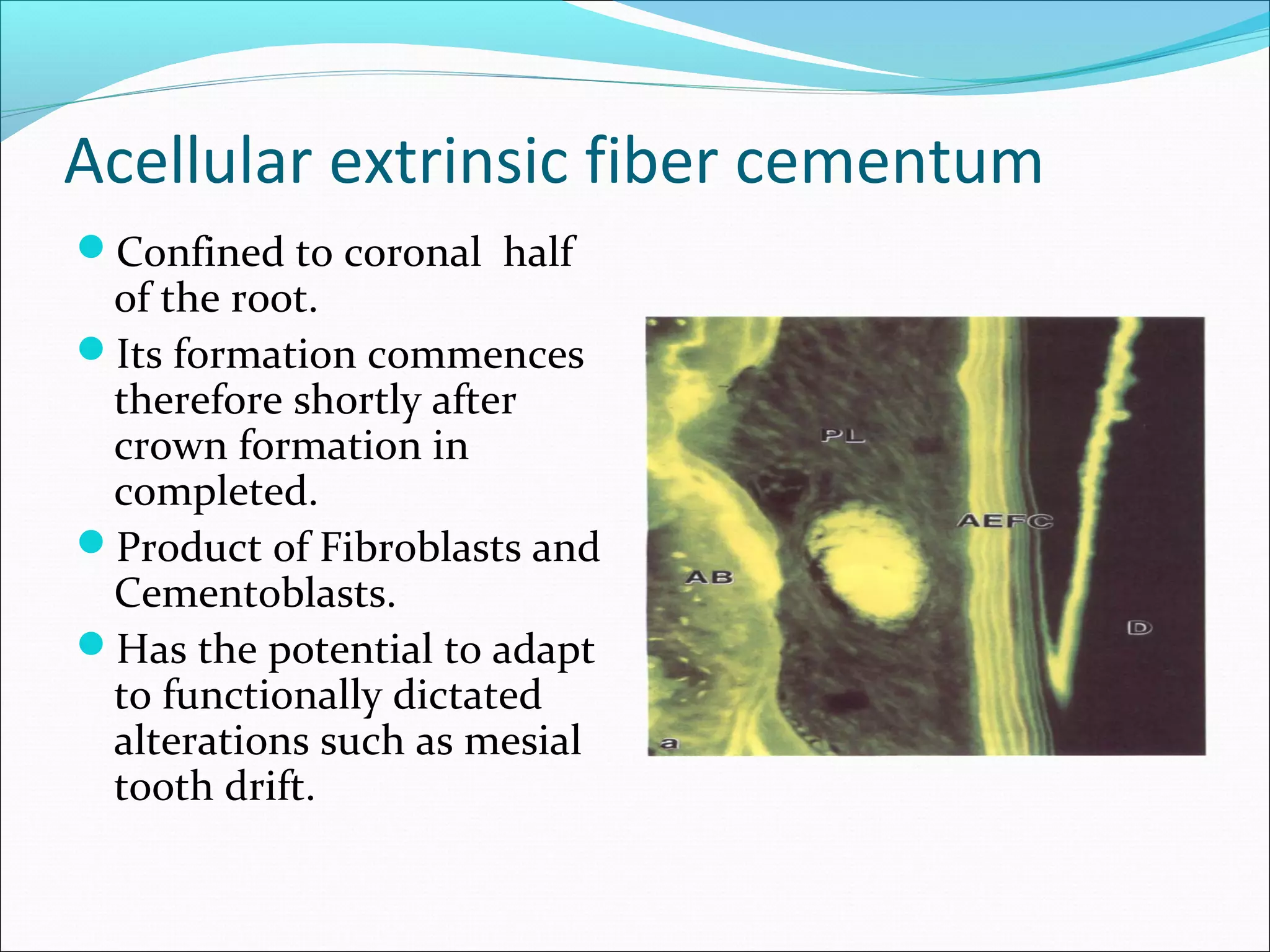 Cementum | PPT