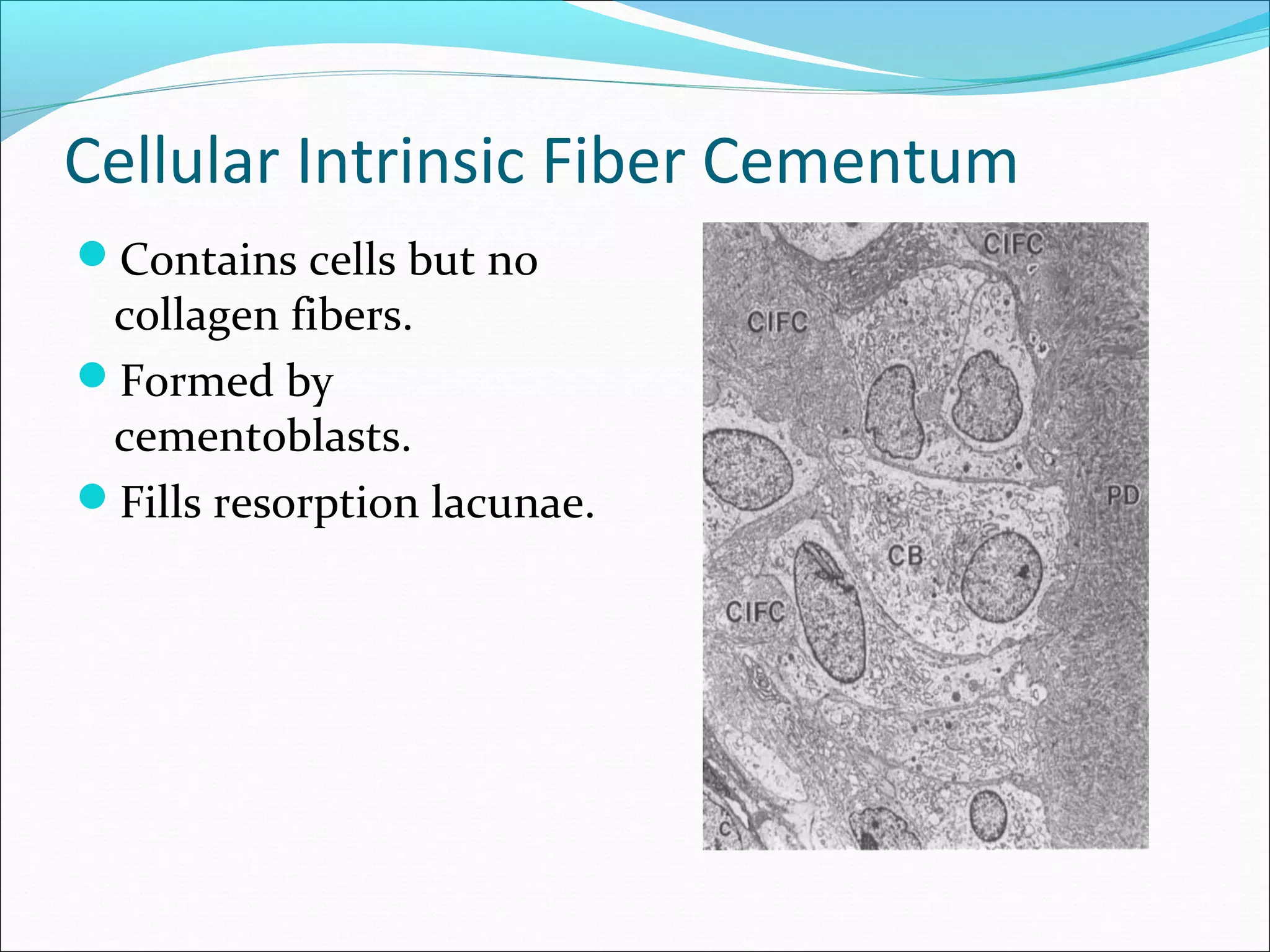 Cementum | PPT