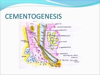 Cementum | PPT