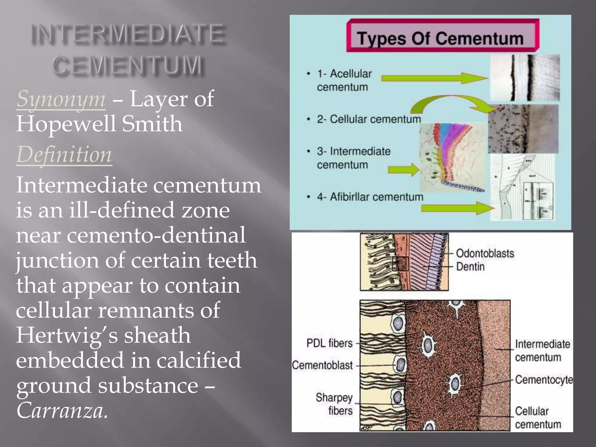 Cementum ppt | PPT