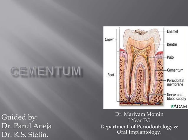 Cementum ppt | PPTX