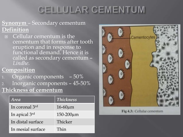 Cementum ppt | PPTX