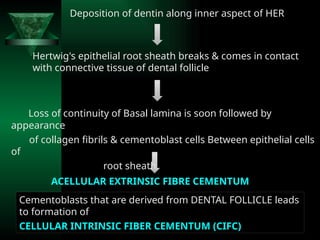 cementum in periodontics and classification of cementum, composition of ...
