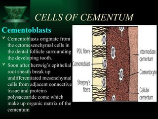 cementum in periodontics and classification of cementum, composition of ...