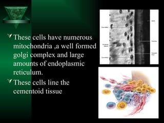 cementum in periodontics and classification of cementum, composition of ...