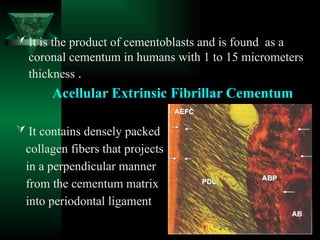 cementum in periodontics and classification of cementum, composition of ...