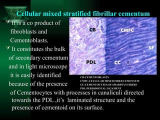 cementum in periodontics and classification of cementum, composition of ...
