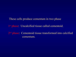 Cementum /certified fixed orthodontic courses by Indian dental academy ...