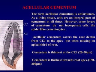 Cementum /certified fixed orthodontic courses by Indian dental academy ...